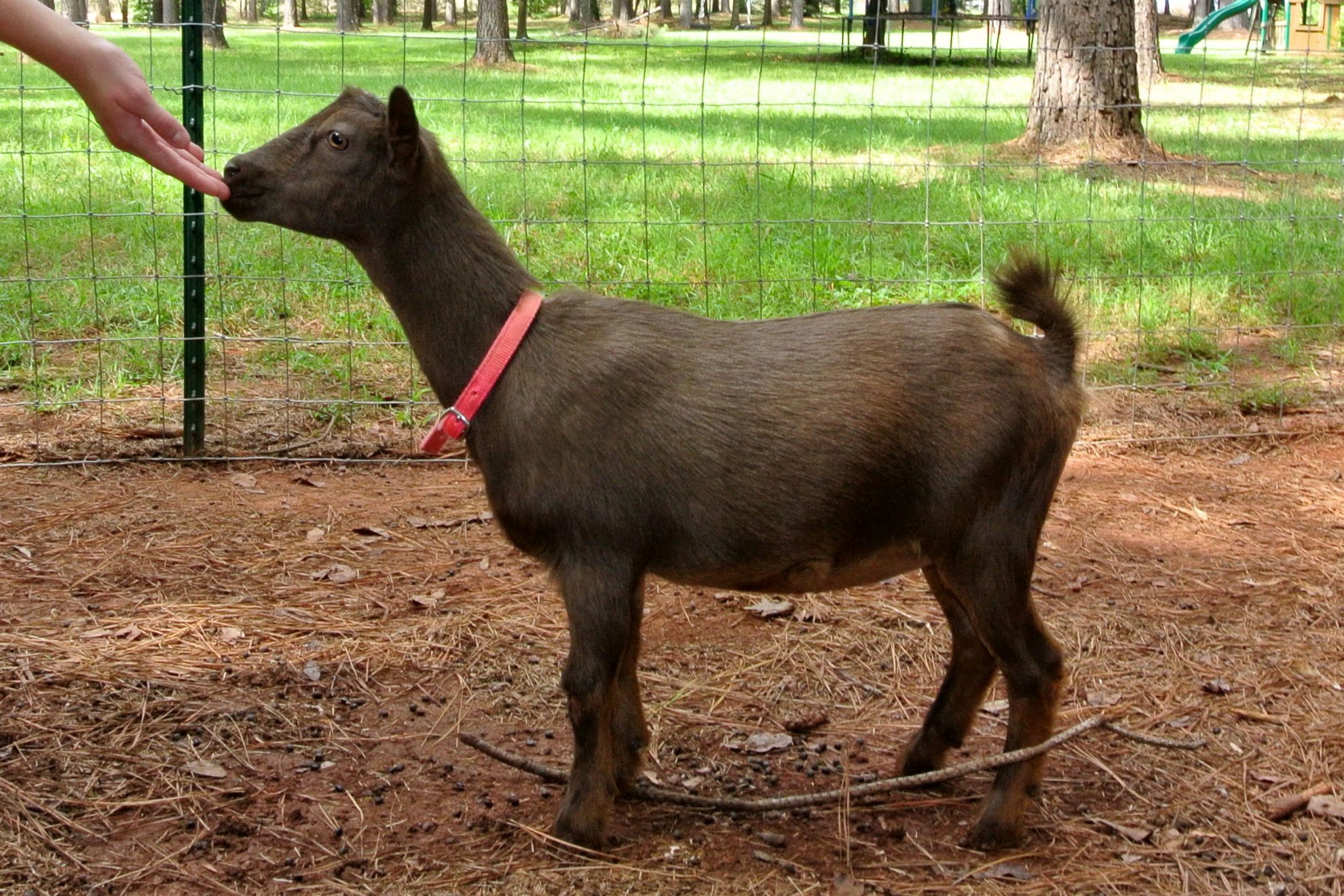 Goat Breeds - Rare Breeds Canada