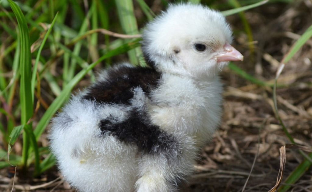 Chicken Breeds - Rare Breeds Canada